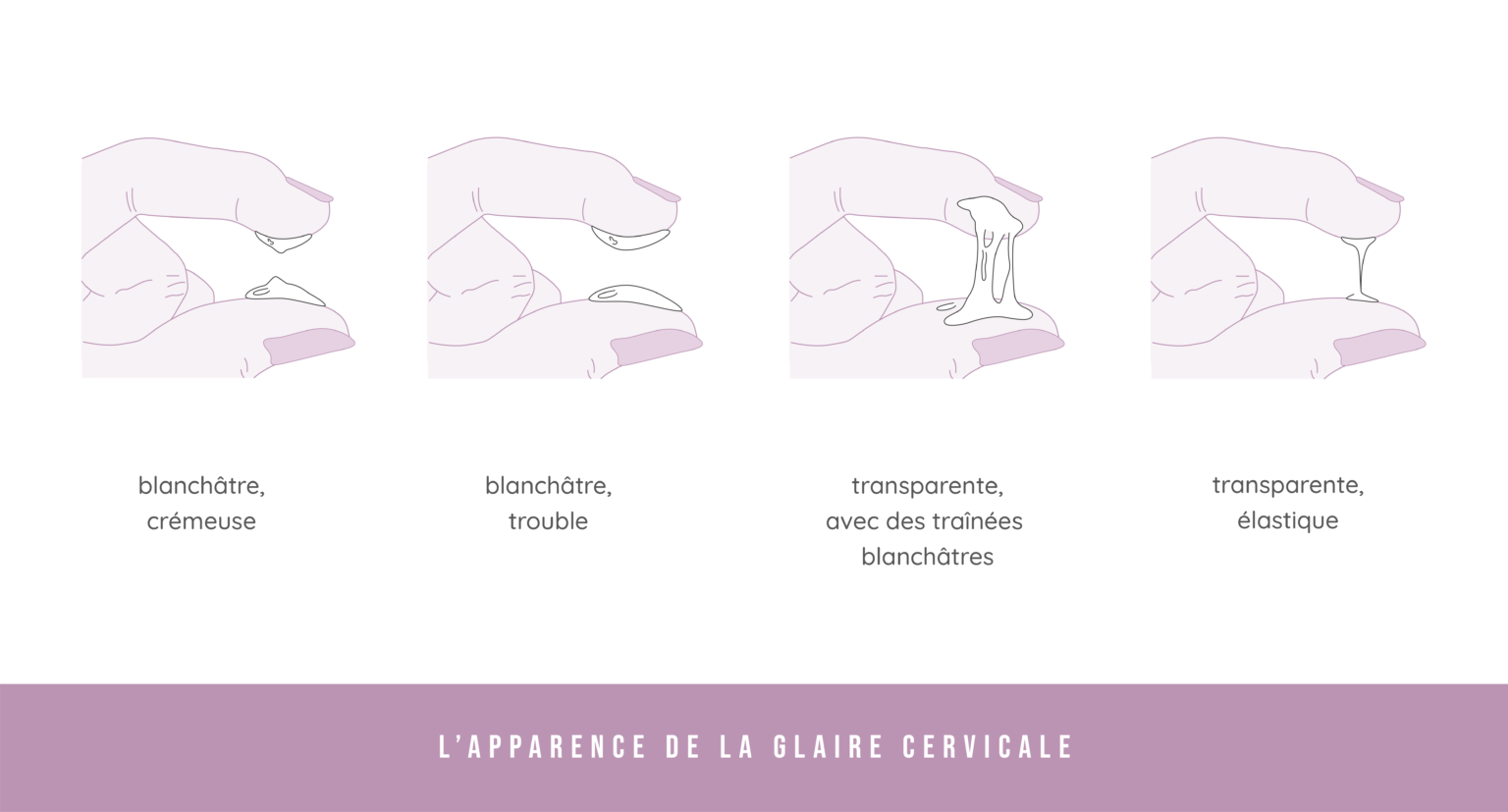 Glaire cervical, ovulation : la décoder pour tomber enceinte ...